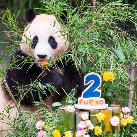 더쿠 오늘은 푸바오 3살 생일