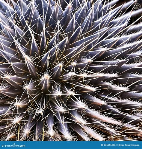 A Prickly And Rough Texture With Cactus Needles And Thorny Bushes2 Generative Ai Stock