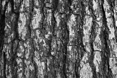 Tree Bark Surface Texture Black And White Tree Bark Background Close Up Relief Texture Of