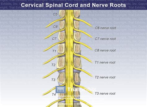 Cervical Spinal Cord And Nerve Roots Trialquest Inc