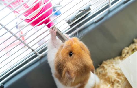 Syrian Hamster Pictures Temperament And Traits Vet Verified Info