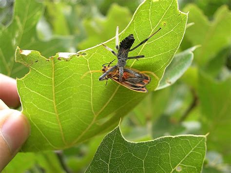 The Assassin Bug Uses Corpses As Camouflage And It Works Extreme