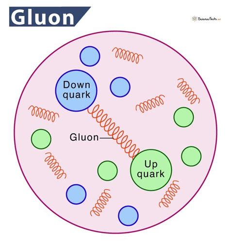 What Are Gluons Gluons Are The Elementary Particles That Act As The Carriers Of The Strong