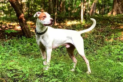 Pointer Pitbull Mix Information Pictures Traits And Facts