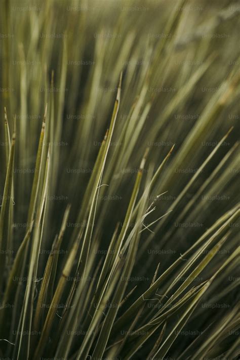 긴 녹색 잎이있는 식물의 클로즈업 사진 Unsplash의 푸른 잎 이미지