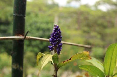 Gratis Afbeelding Herfst Herfst Seizoen Tak Struik Boom Seizoen Plant Blad