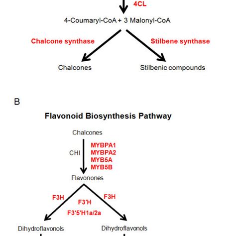 Overview Of The General Phenylpropanoid Pathway A A Simplified