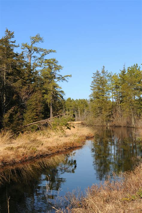 The Pine Barrens Of New Jersey Fire Dependent Ecosystems And Their