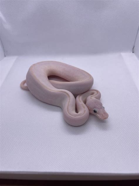 Blue Eyed Lucy Lessermystic 50 Het Dg Ball Python By Hold My Balls Llc Morphmarket