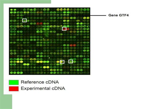 ppt microarrays powerpoint presentation free download id 3979338