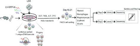 Summary Of The Barcoding Protocols Experimental Workflow Download Scientific Diagram