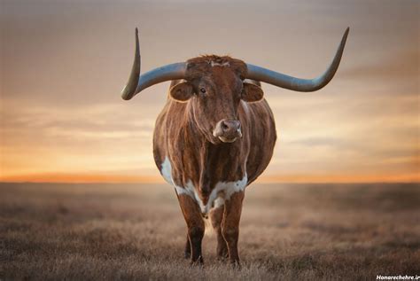 24 عکس از گاو و گاومیش لحظاتی زیبا از دنیای طبیعی