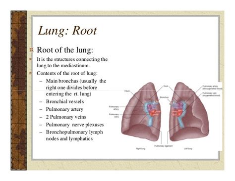Lec8 Lungs Ptandrc