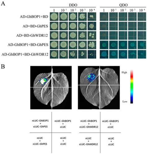 Ijms Special Issue Comparative Genomics And Functional Genomics Analysis In Plants