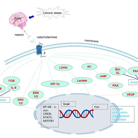 Drugs Targeting The Neuroendocrine System And Immune System Download Scientific Diagram