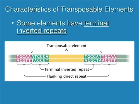 Ppt Transposable Elements Powerpoint Presentation Free Download Id