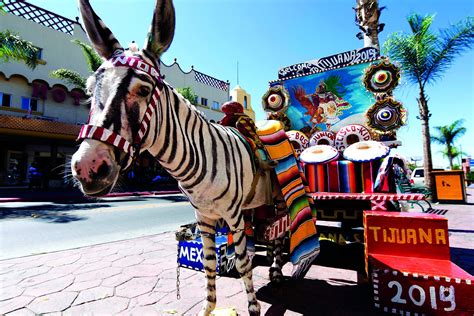 Zebra Donkeys In Avenida Revolución Magical Towns