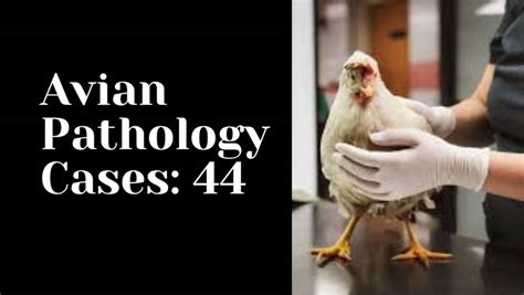 Avian Pathology Cases 44 Bitchin Chickens