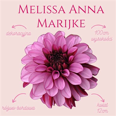 Dalia Melissa Anna Marijke Karpa Zakazany Ogród Sklep Ogrodowy
