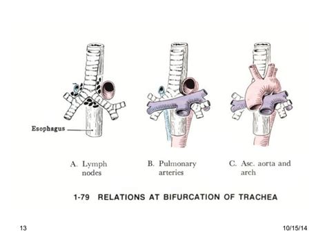 Pulmonary Resection Ppt Lung And Respiratory Health Diseases And Conditions