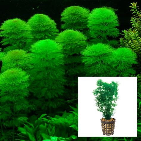 Live Aquarium Plants Beginner Friendly And Vibrant