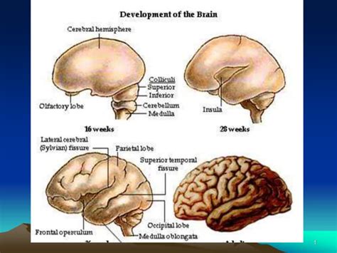 Brain Embryology 2 2 Ppt Ppt