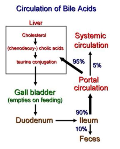 Clinical Path Liver Function Tests Flashcards Quizlet