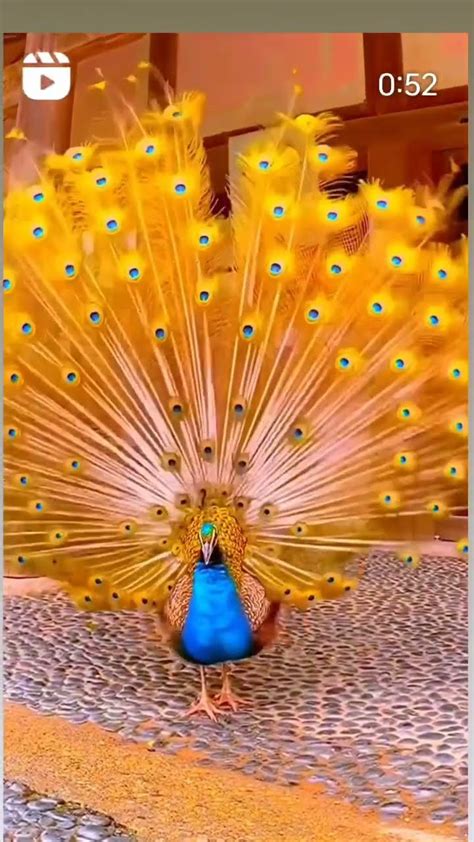 Colourful Peacock 🦚🦚 Youtube