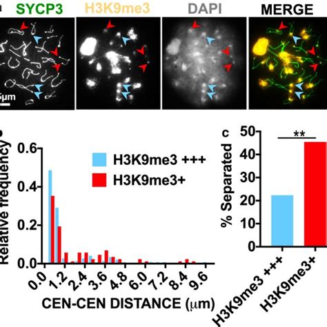 Dynamics Of Centromeric Heterochromatin Configuration During Prophase Download Scientific