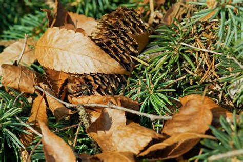 집 밖의 Navidad 가문비 가을 가지 간 갈색 건조한 겨울 경치 계절 계절성 고립된 공원 그리는 나무 나뭇잎 노란색 녹색 녹색 바늘