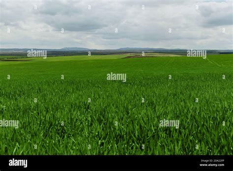 Beautiful Endless Field Of Green Young Sprouting Grass Against The Sky