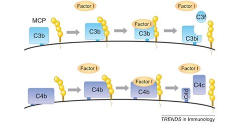 Cd46 A Complement Regulator Cusabio