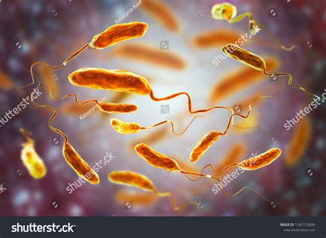Vibrio Cholerae Bacteria