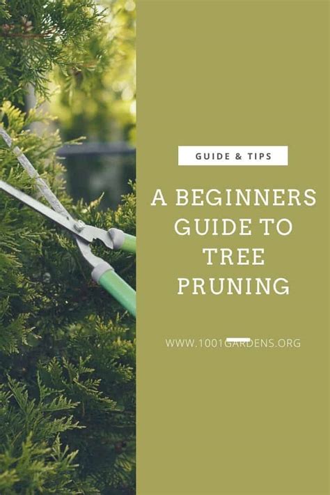 A Beginners Guide To Tree Pruning Gardens