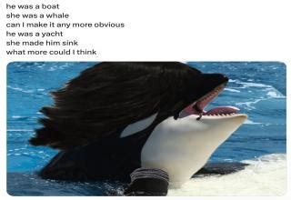 Theyre Orca Nizing 31 Killer Orca Whale Memes Ebaums World