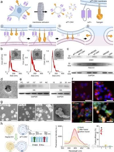 前沿2023 纳米囊泡，又一篇nature子刊 知乎