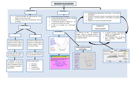 Mapa Conceptual De Los Acidos Nucleicos Ácidos Nucleicos