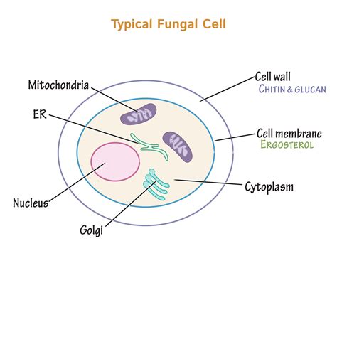 Diagram Of A Typical Structure Of Fungi And Label