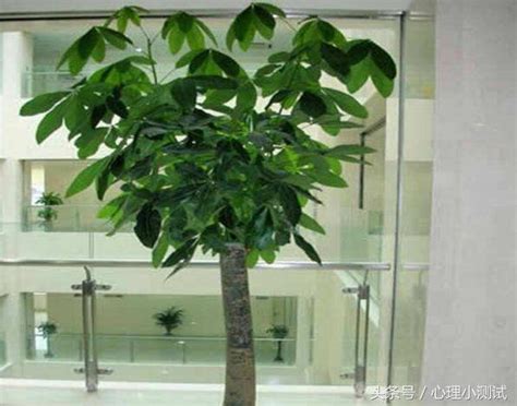 心理測試4棵發財樹哪棵樹最茂盛測你下半年幾月財富最旺 每日頭條