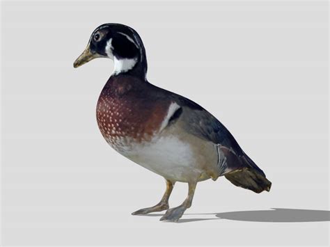 Black Duck Sketchup 3d Model Skp File Download Sketchupbox