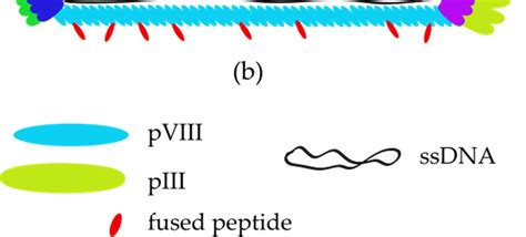 Most Common Types Of Phage Peptide Libraries A Peptide Exposed On