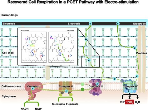 Schematic Illustration Of The Trans Cell Wall Electron Transfer Pathway