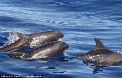 Whale Dolphin Hybrid Spotted Near Hawaii Is The First Of Its Kind