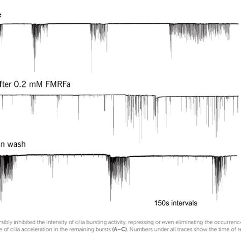Leonid Moroz Distinguished Professor Of Neuroscience Genetic Biology And Chemistry Phd