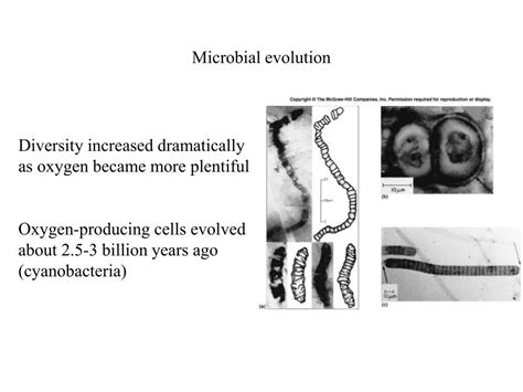 Ppt Microbial Taxonomy And Phylogeny Taxonomy The Science Of Biological Classification