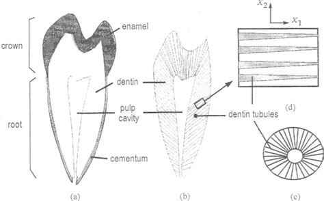 The Schematic Figure Of A Premolar And The Microstructure Of Its Download Scientific Diagram
