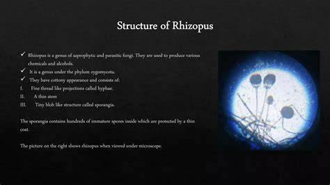 Spore Formation In Rhizopus Fungi Ppt