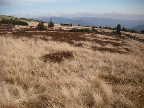 Dry Grass Landscape At Denise Feliciano Blog
