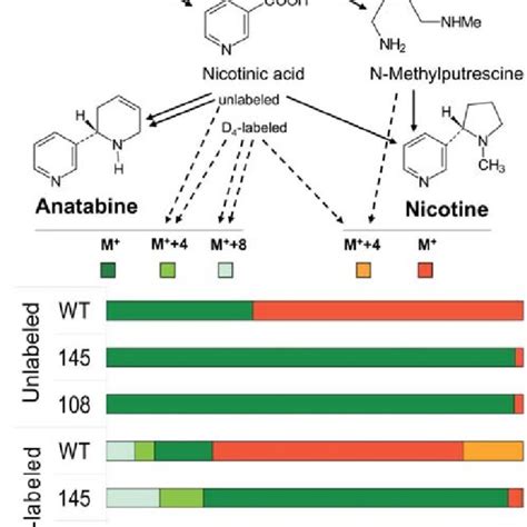 Alkaloid Biosynthesis And The Consequences Of A Na Oversupply
