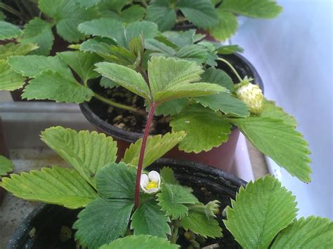 Hyun Duk 흰딸기파인베리 육종